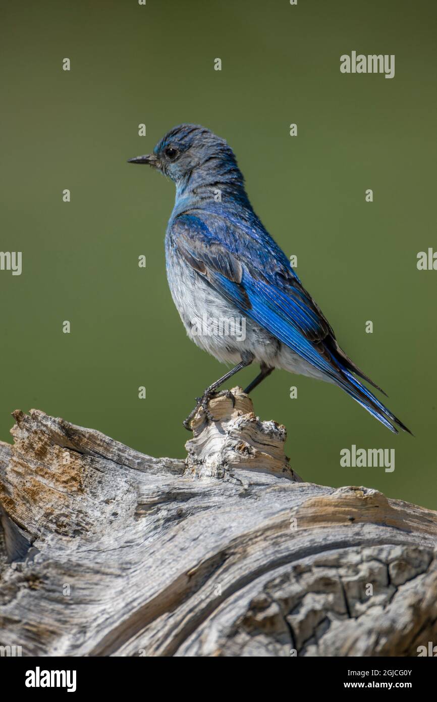 Mountain bluebird, Colorado, Rocky Mountains Stock Photo - Alamy