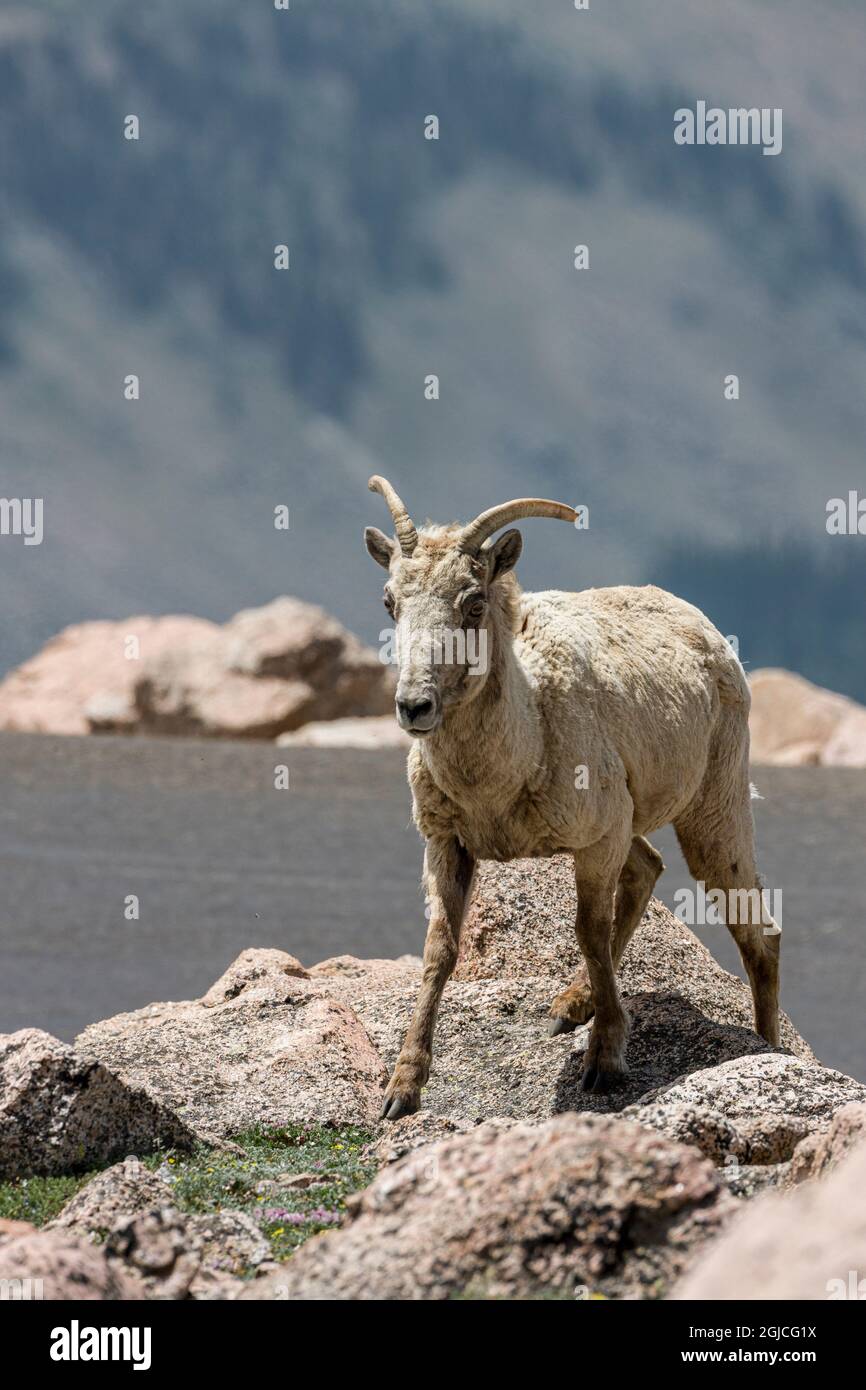 Rocky mountain sheep, Colorado, Rocky Mountain Stock Photo - Alamy