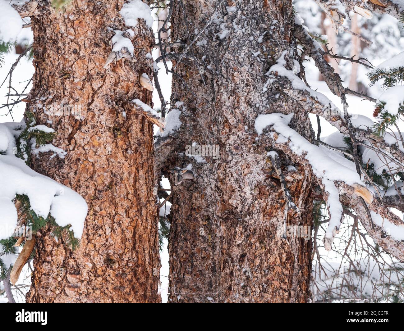 Red spruce tree hi-res stock photography and images - Alamy