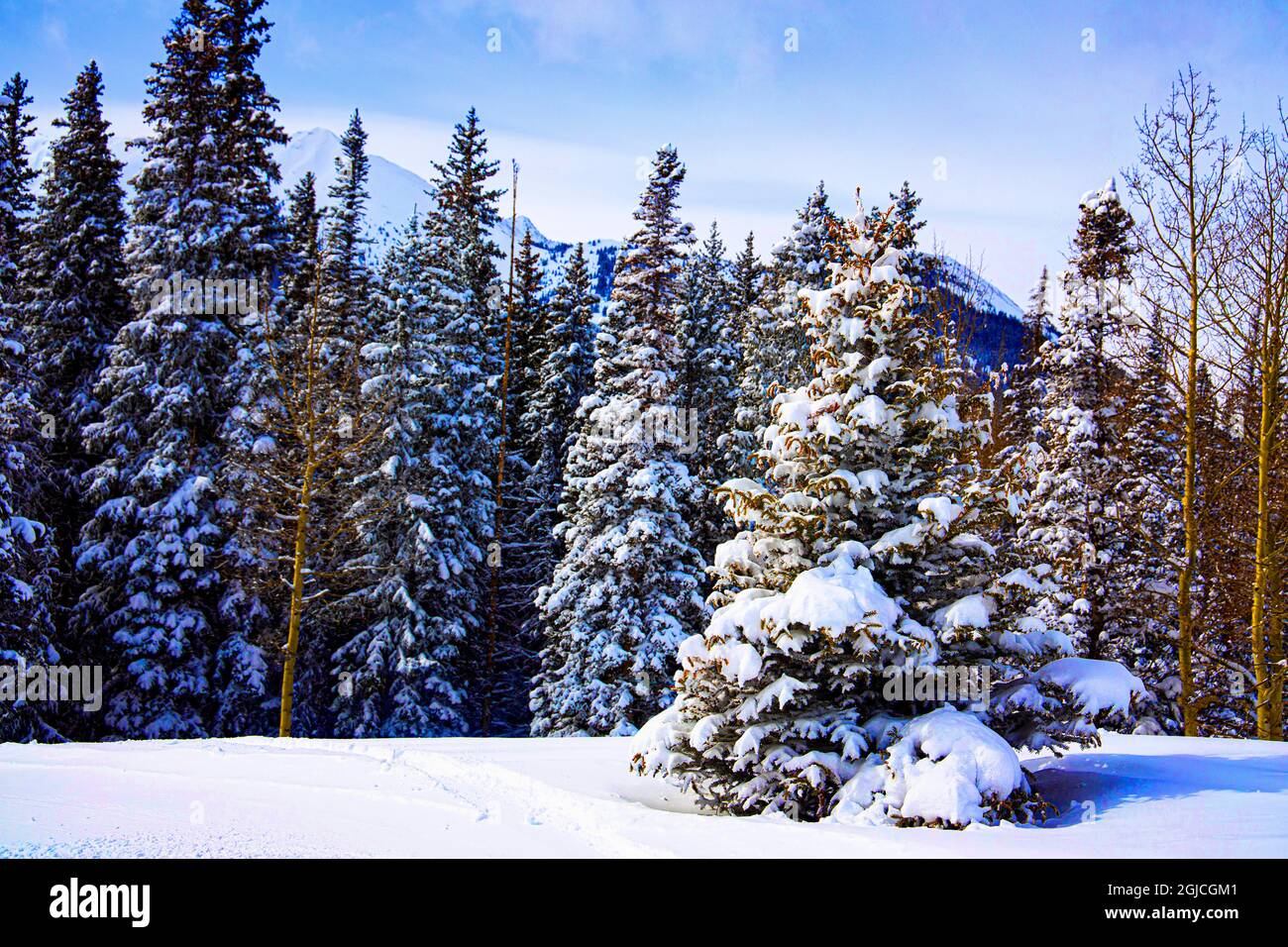 Red spruce trees hi-res stock photography and images - Alamy