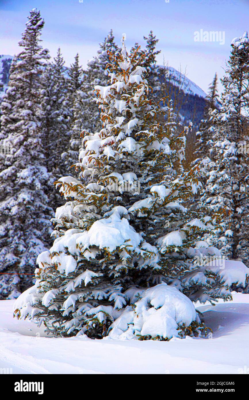 Red spruce trees were covered in snow after a heavy snowfall on Aspen ...