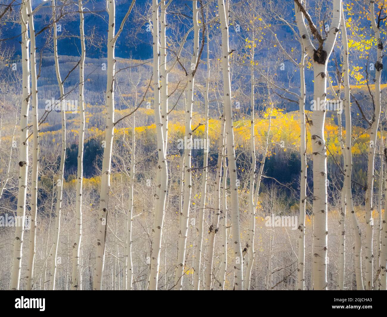 Colorado, Keebler Pass, aspens and golden colors of Autumn Stock Photo ...
