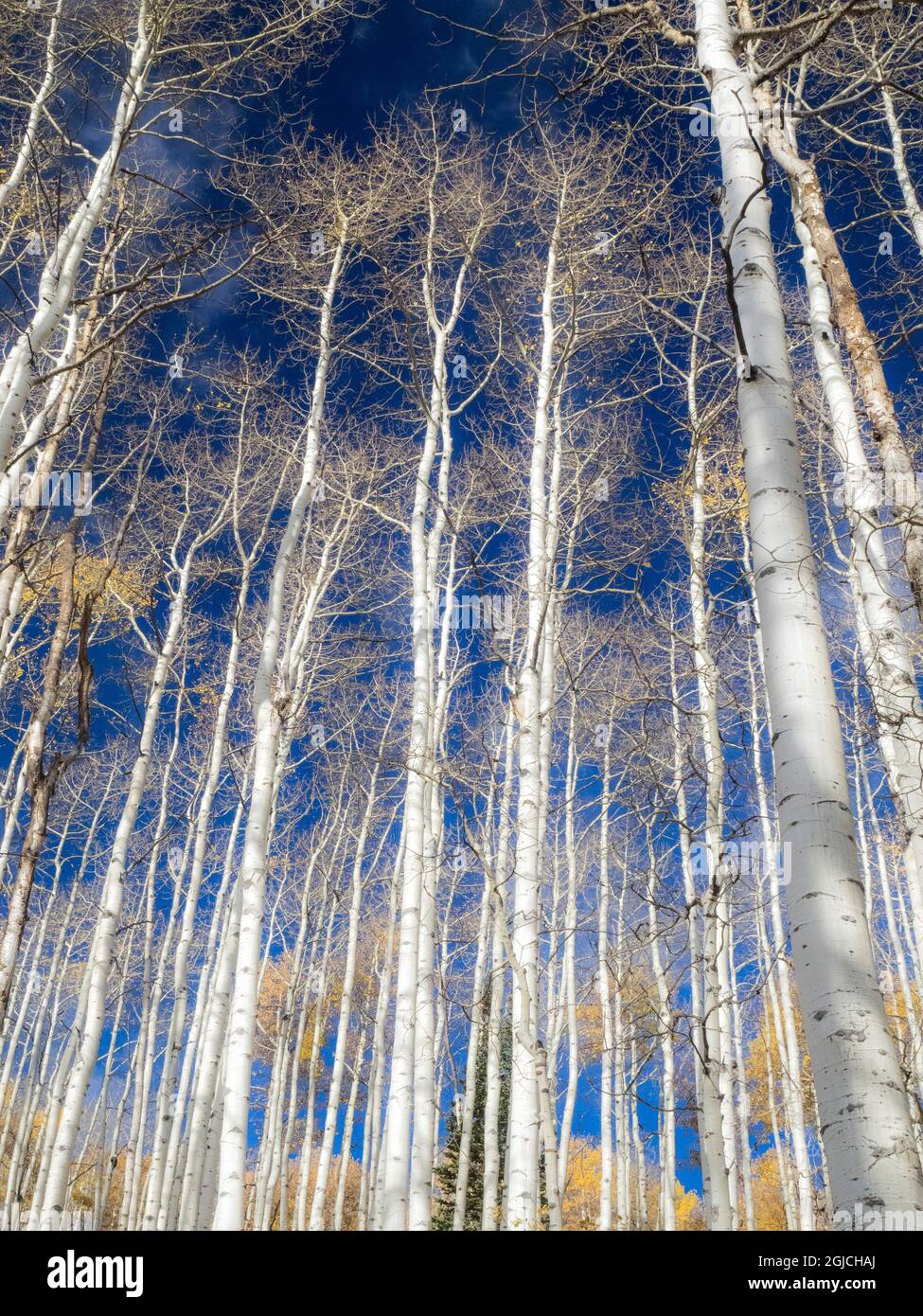 Colorado, Keebler Pass, aspens and golden colors of Autumn Stock Photo ...