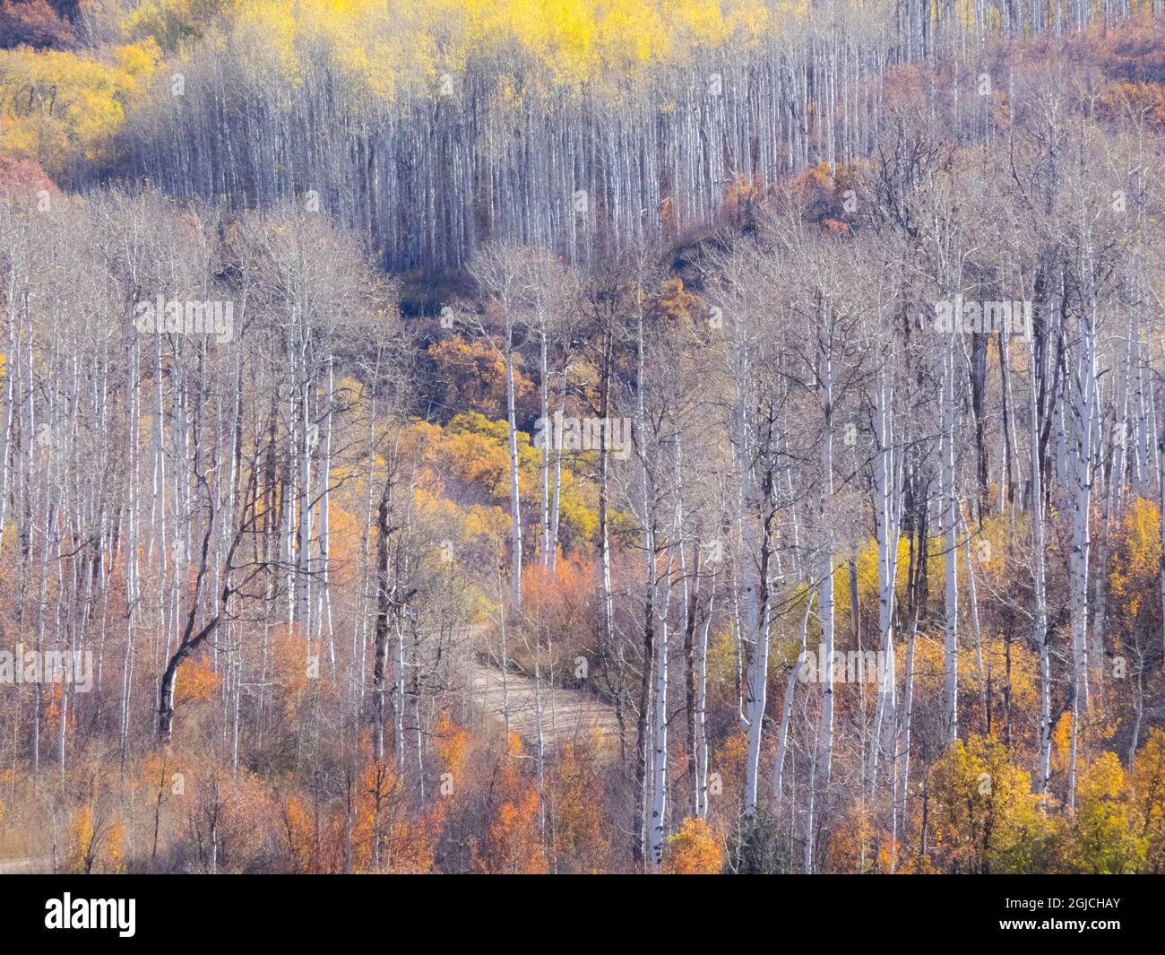 Colorado, Keebler Pass, aspens and golden colors of Autumn Stock Photo ...