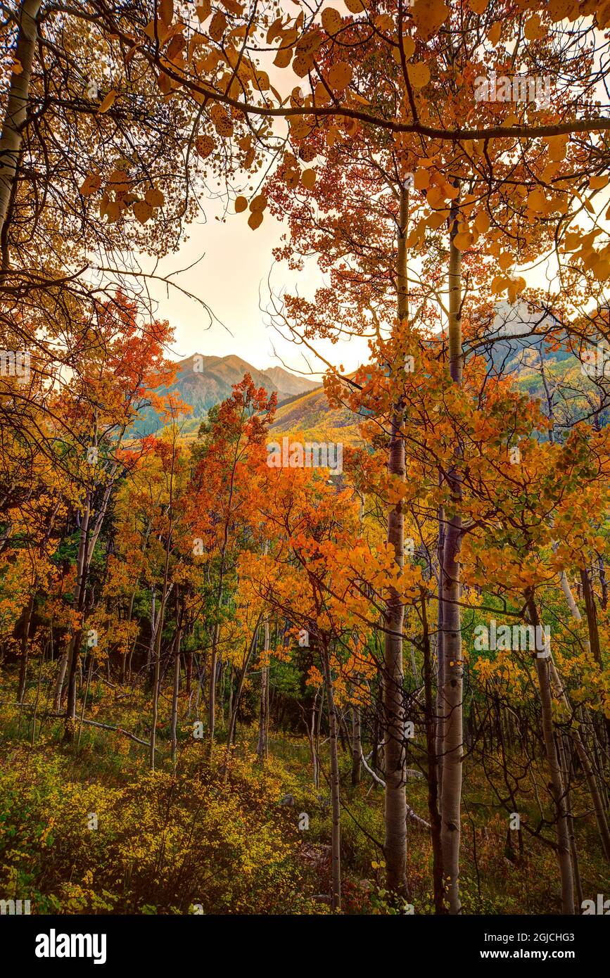 A hillside of Fall color in the Colorado Rocky Mountains Stock Photo ...