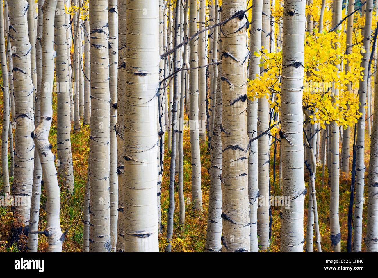 Colorado Aspen tree details in a pristine forest in autumn in the Rocky ...