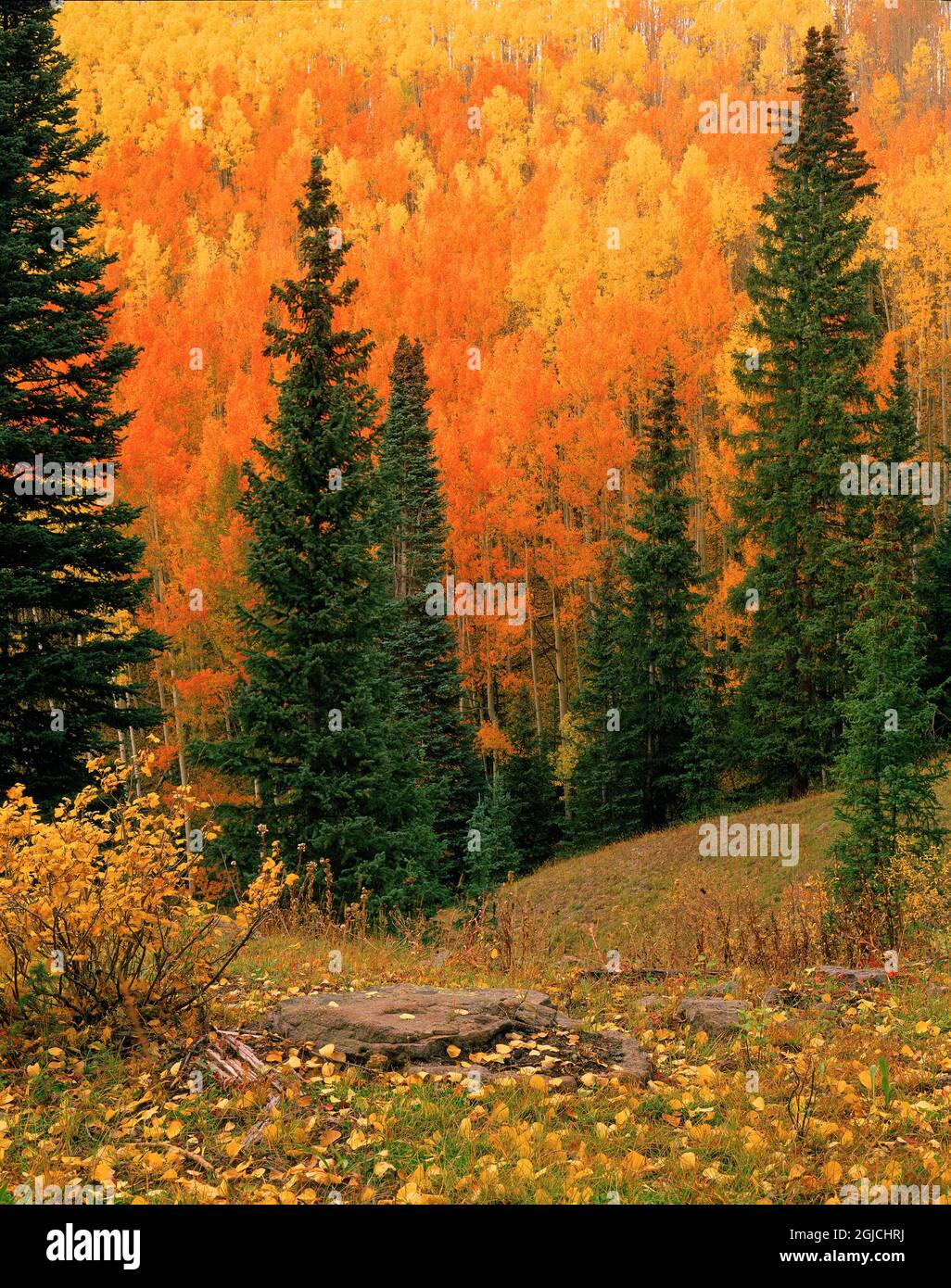 Gold aspen trees hi-res stock photography and images - Alamy