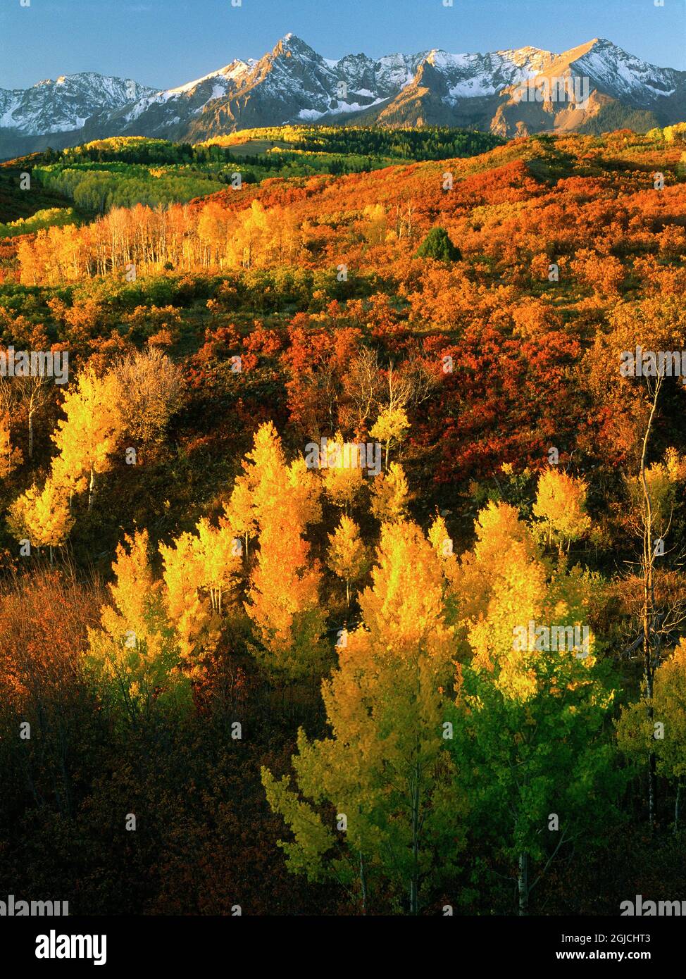 Fall covers an entire hillside with Rocky Mountain backdrop between ...