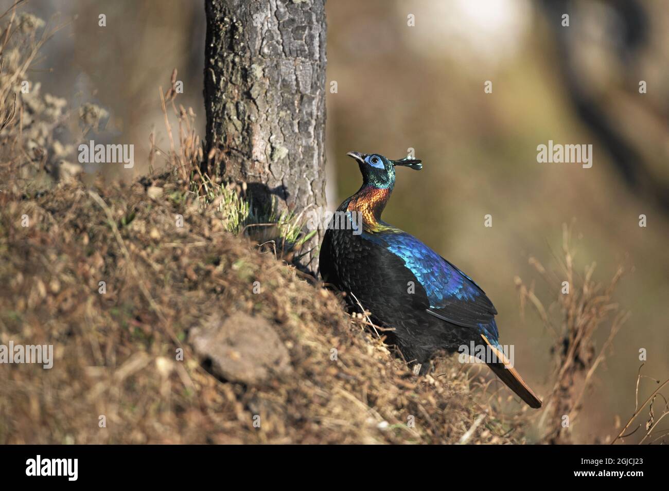 Himalayan monal. (Lophophorus impejanus). Foto: Magnus Martinsson / TT ...