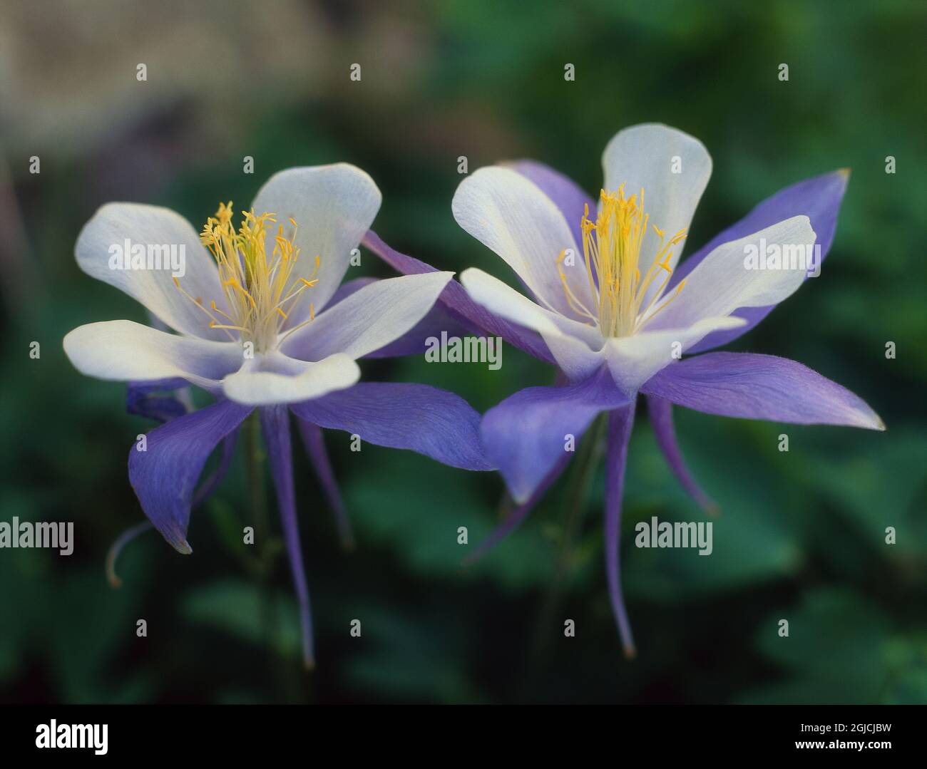 Columbine colorado state flower hi-res stock photography and images - Alamy