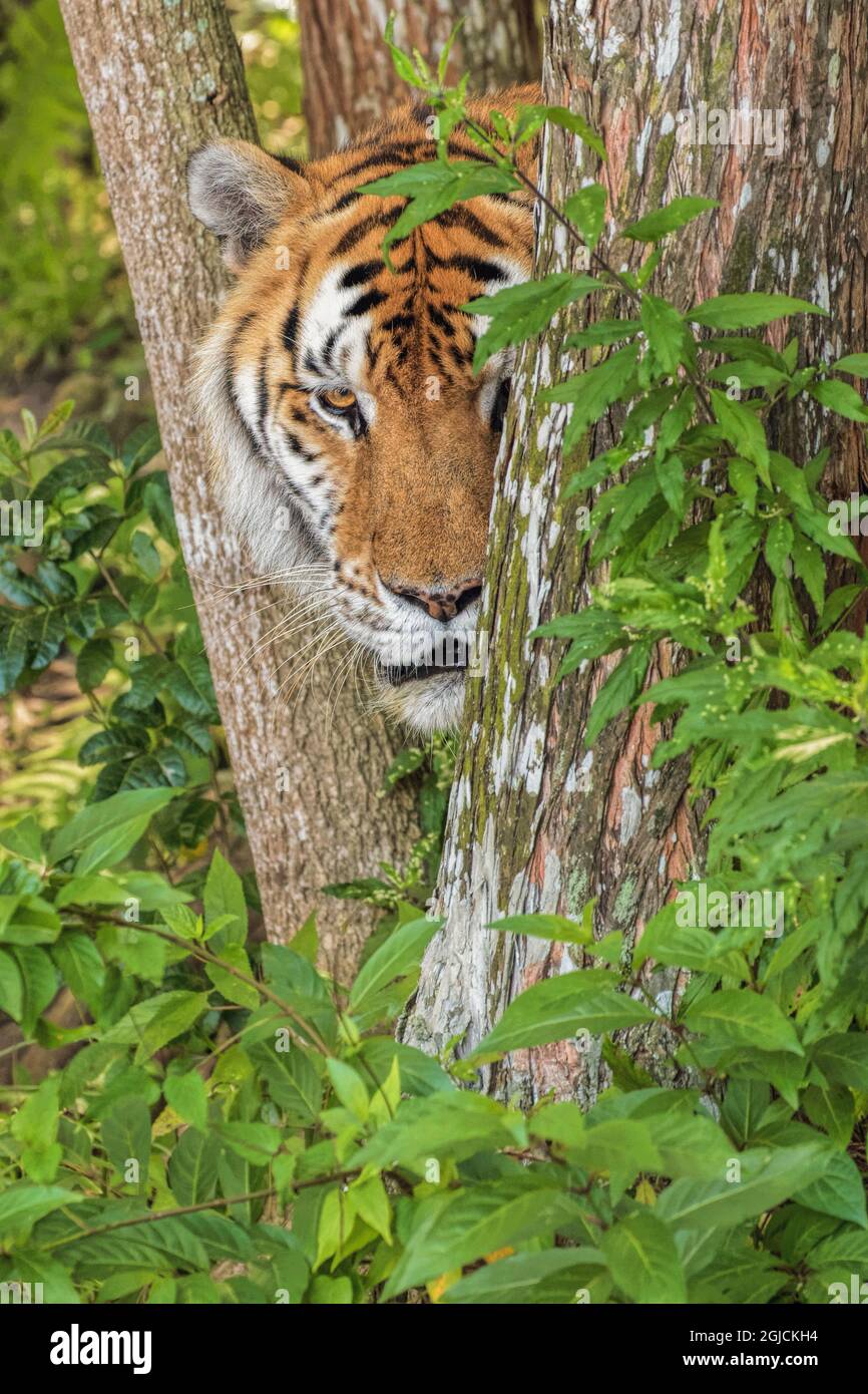 Big cat rescue hi-res stock photography and images - Alamy