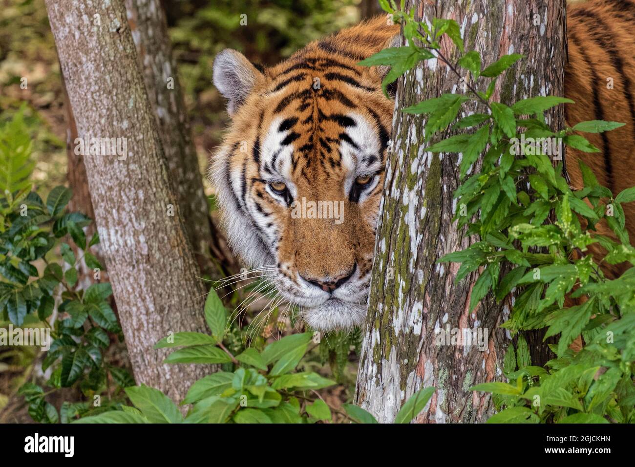 Tiger, Big Cat Rescue, Tampa, FL Stock Photo - Alamy