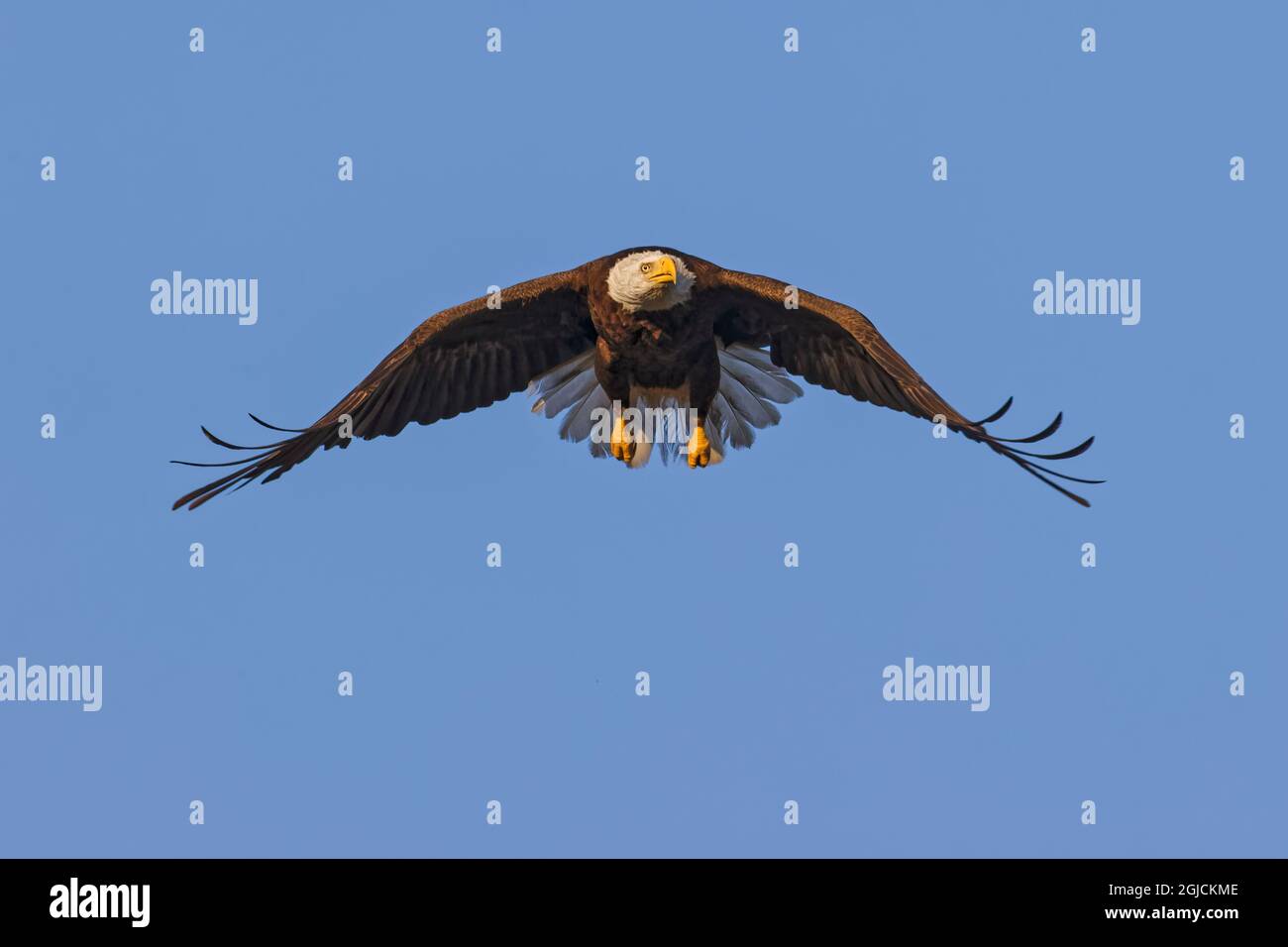Bald Eagle in flight, Florida Stock Photo - Alamy