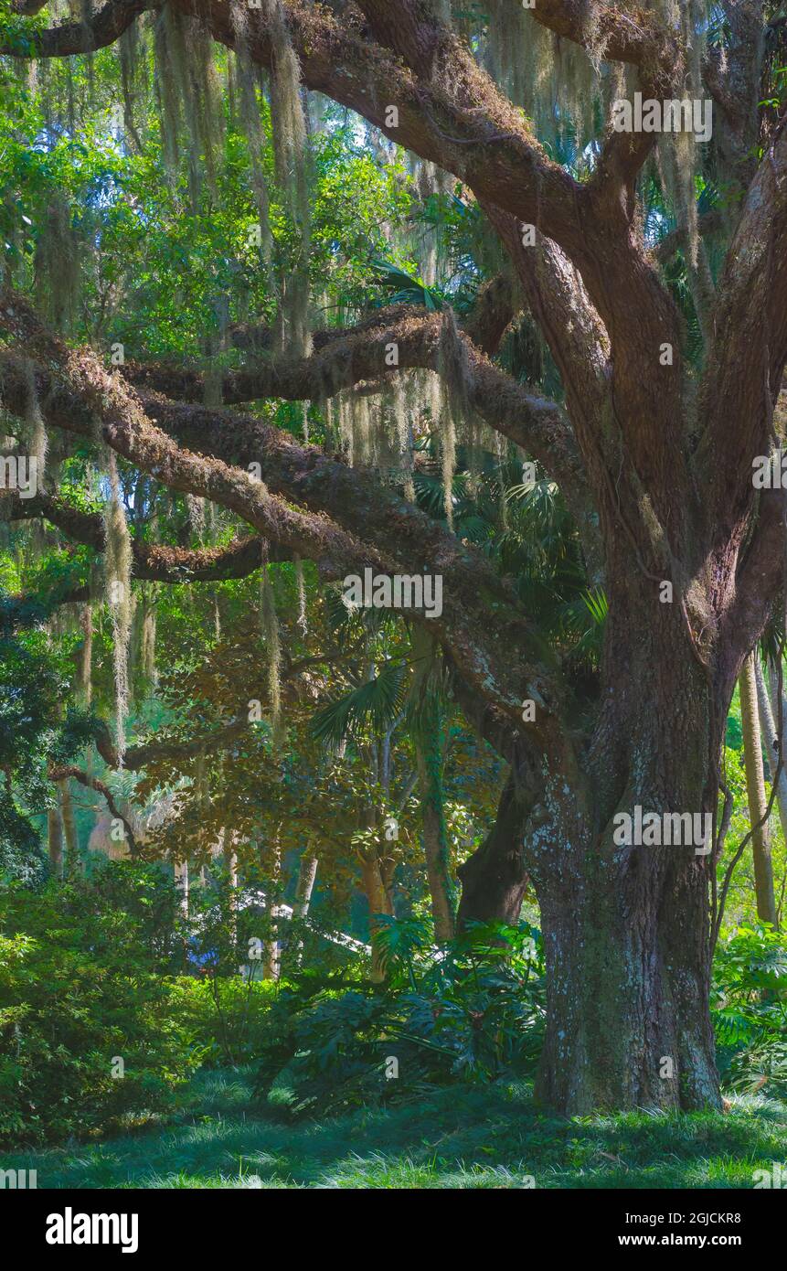 USA, Florida. Tropical garden, living oak with Spanish moss Stock Photo ...