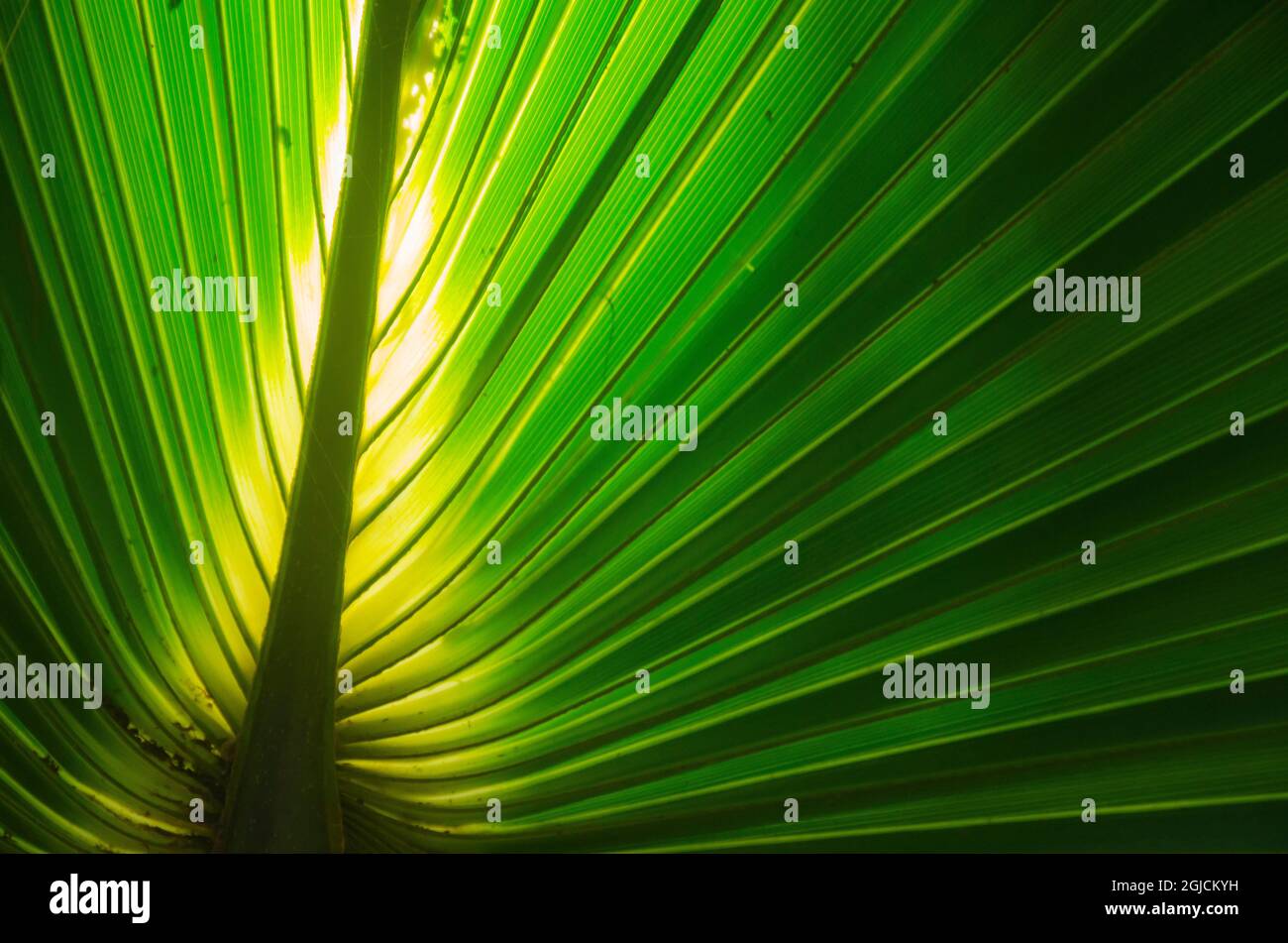 Backlit palmetto hi-res stock photography and images - Alamy