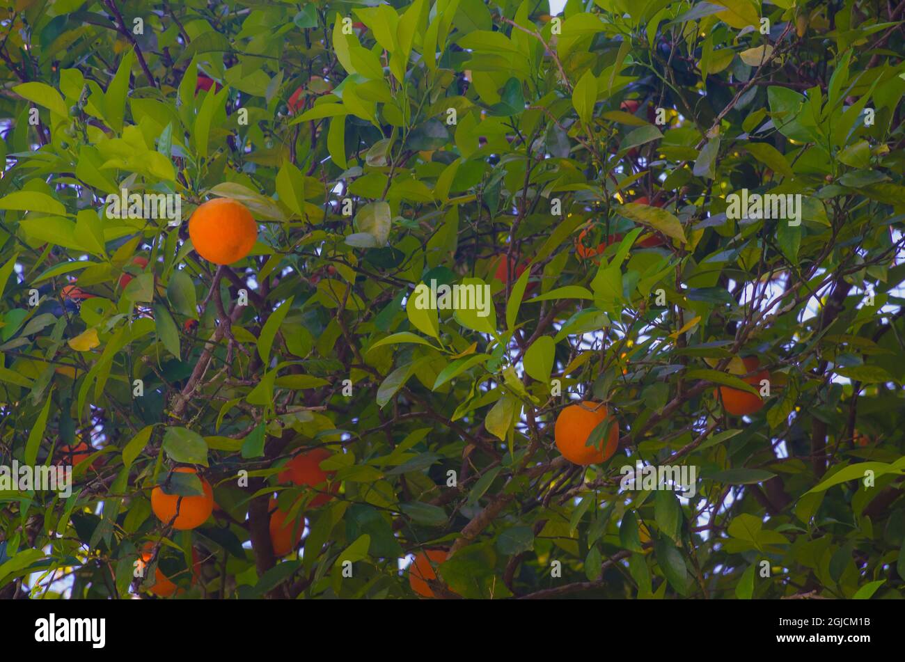 Florida oranges hi-res stock photography and images - Alamy