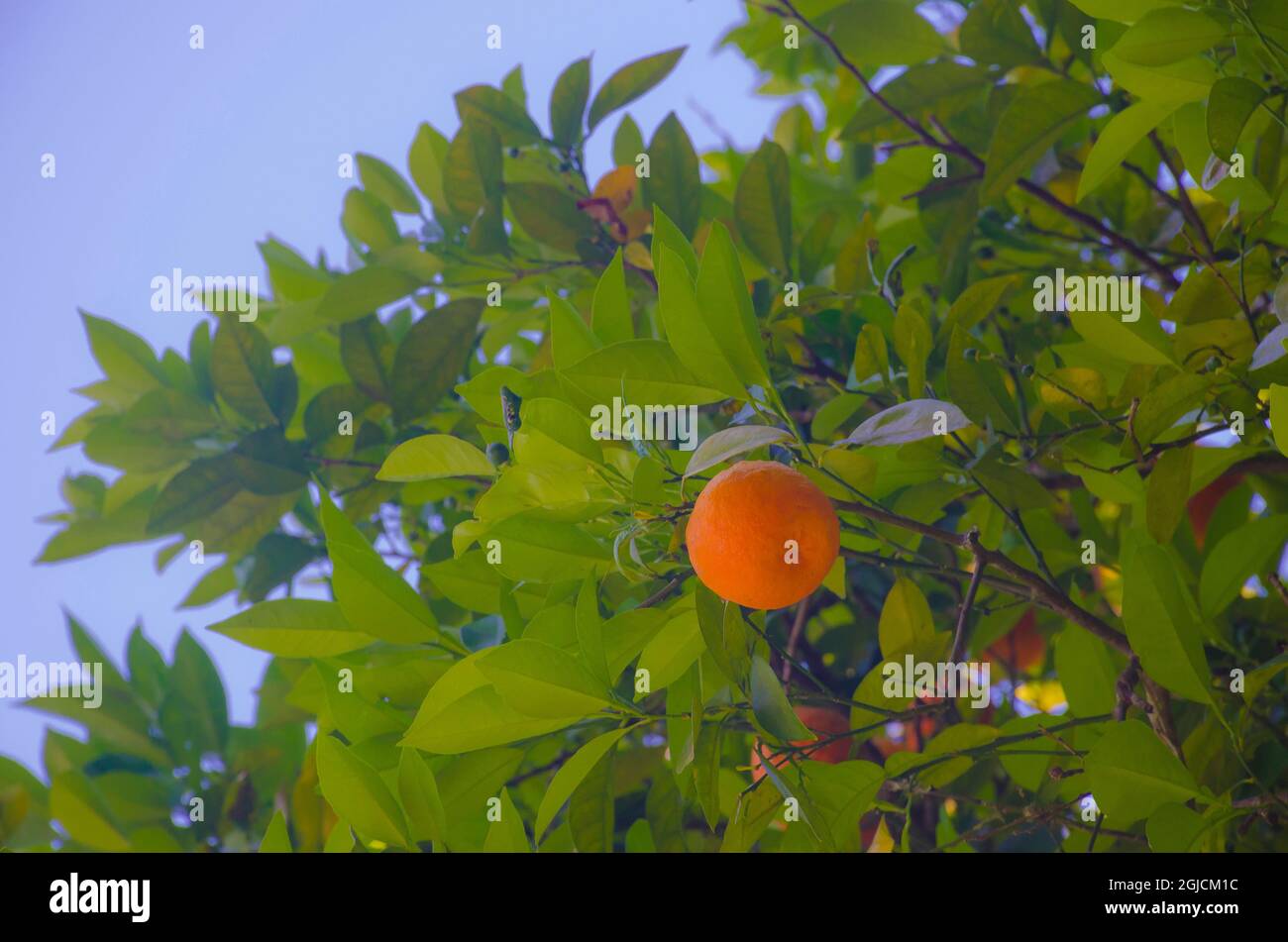 Florida oranges hi-res stock photography and images - Alamy