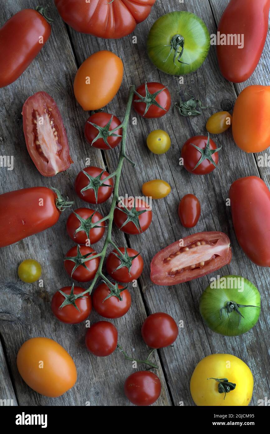 Tomatoes in diffrent shapes and color. Foto: Janerik Henriksson / TT ...