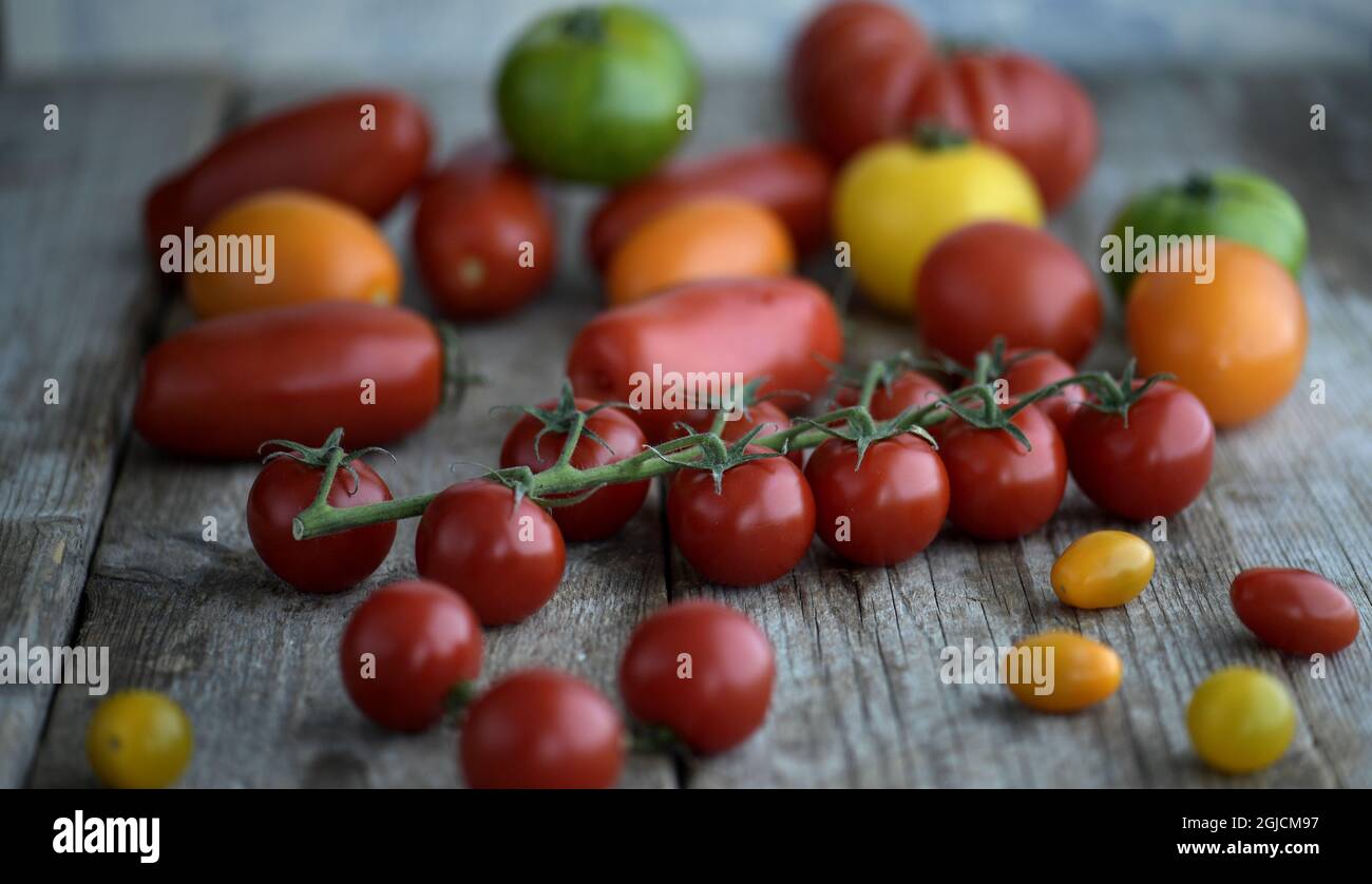 Tomatoes in diffrent shapes and color. Foto: Janerik Henriksson / TT ...