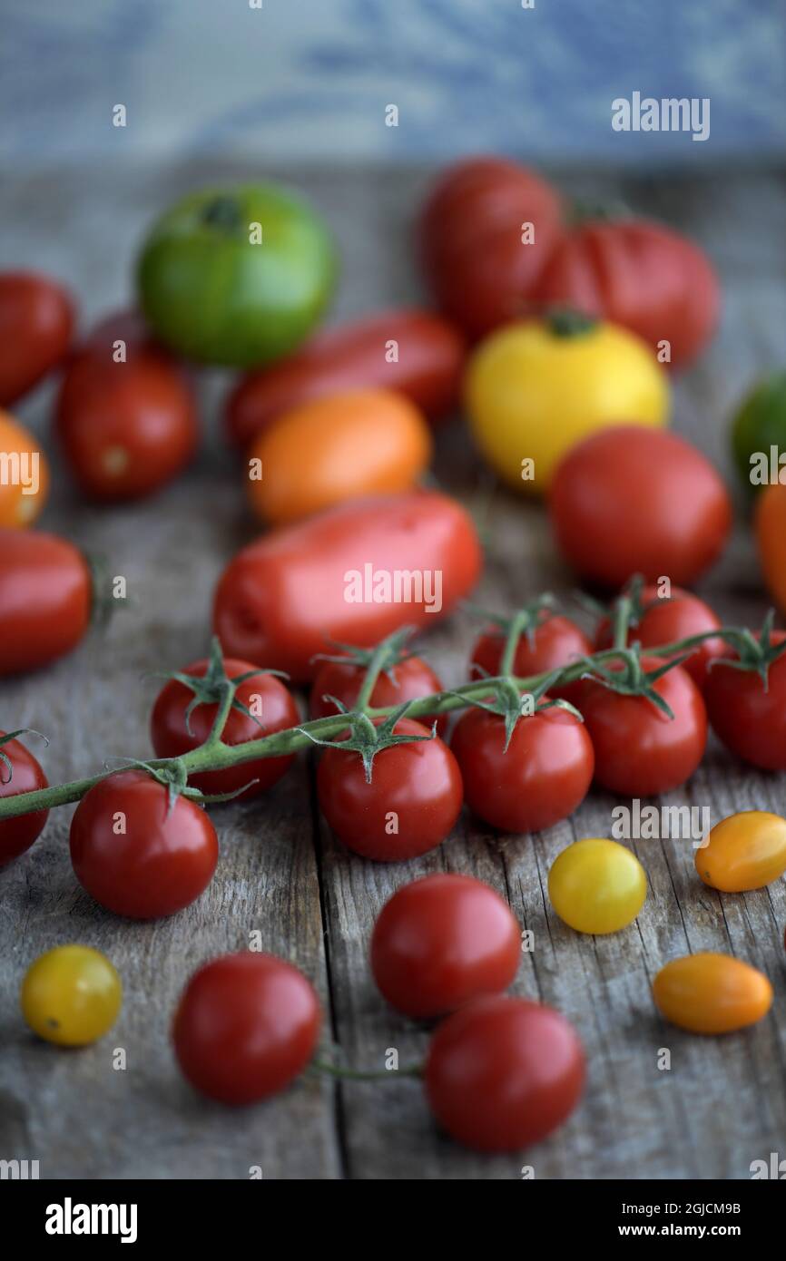 Tomatoes in diffrent shapes and color. Foto: Janerik Henriksson / TT ...