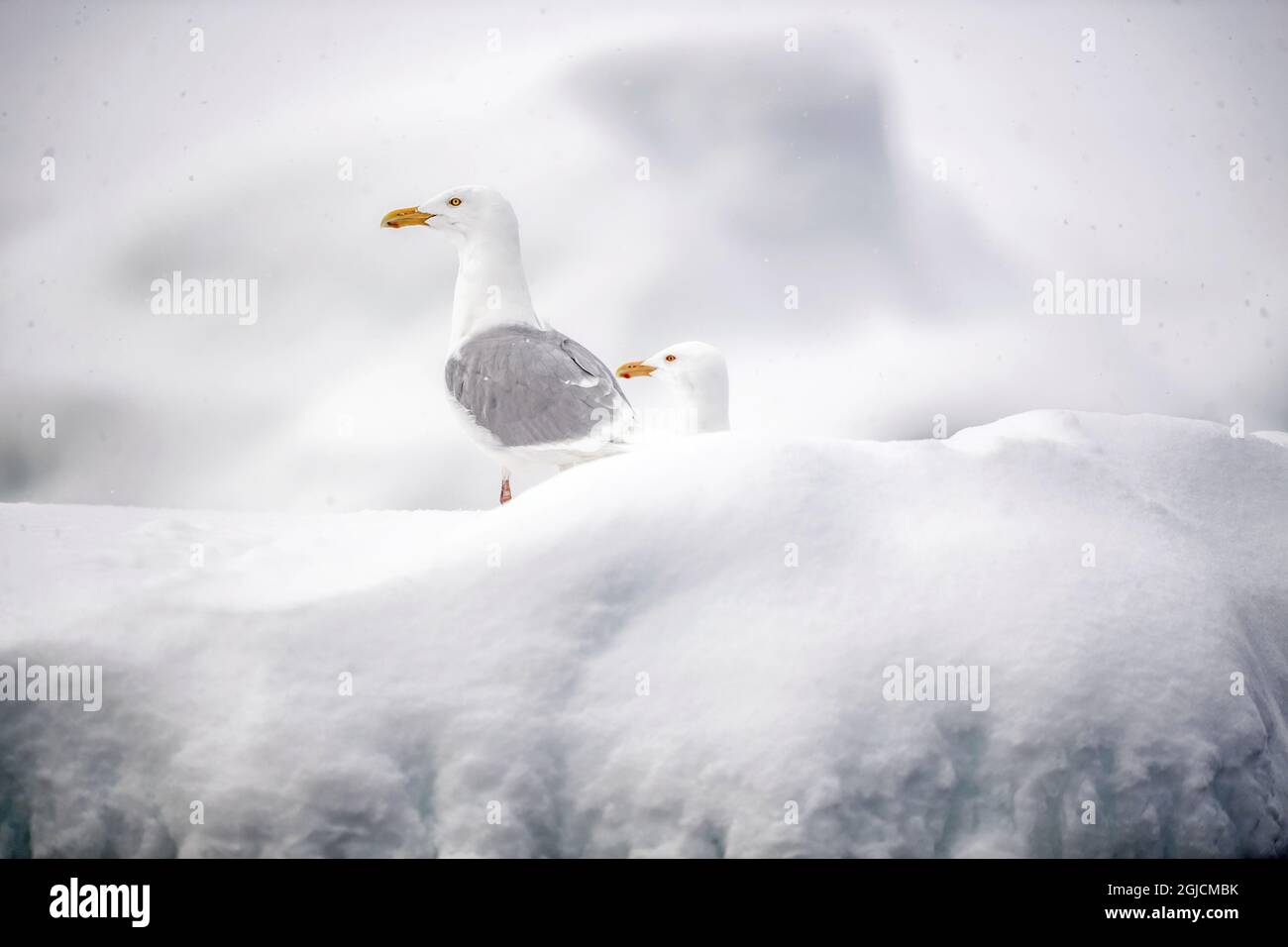 Glaucous Gull (Larus hyperboreus). Foto: Magnus Martinsson / TT / 2734 ...