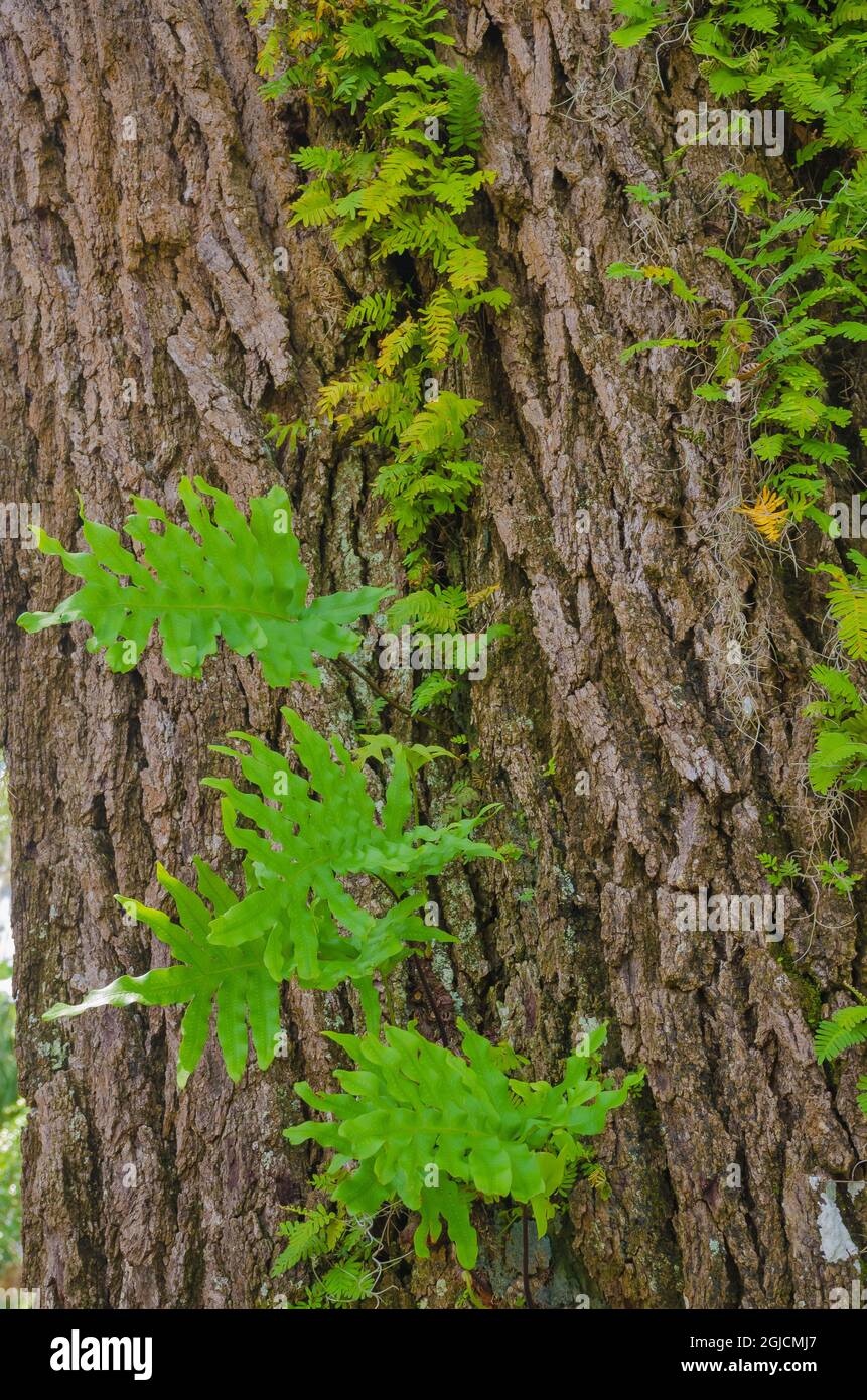 USA, Florida. Ferns on tree trunk Stock Photo - Alamy