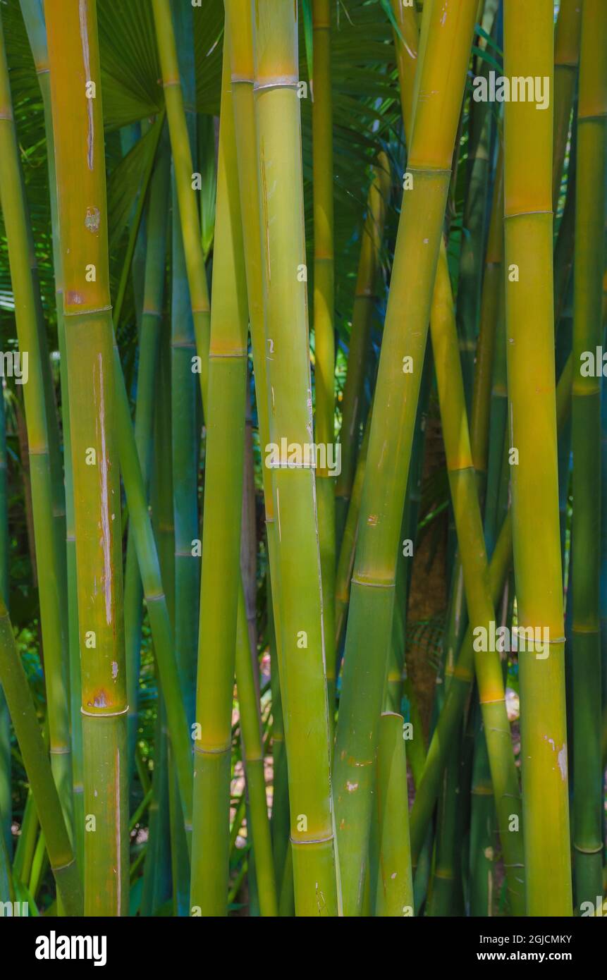 Florida bamboo hi-res stock photography and images - Alamy