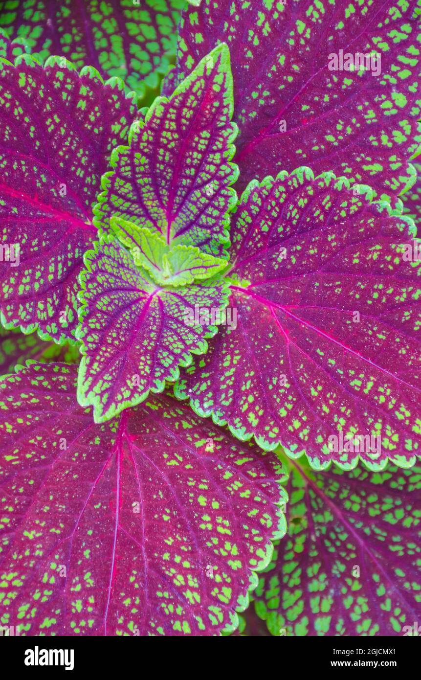 Coleus florida hi-res stock photography and images - Alamy