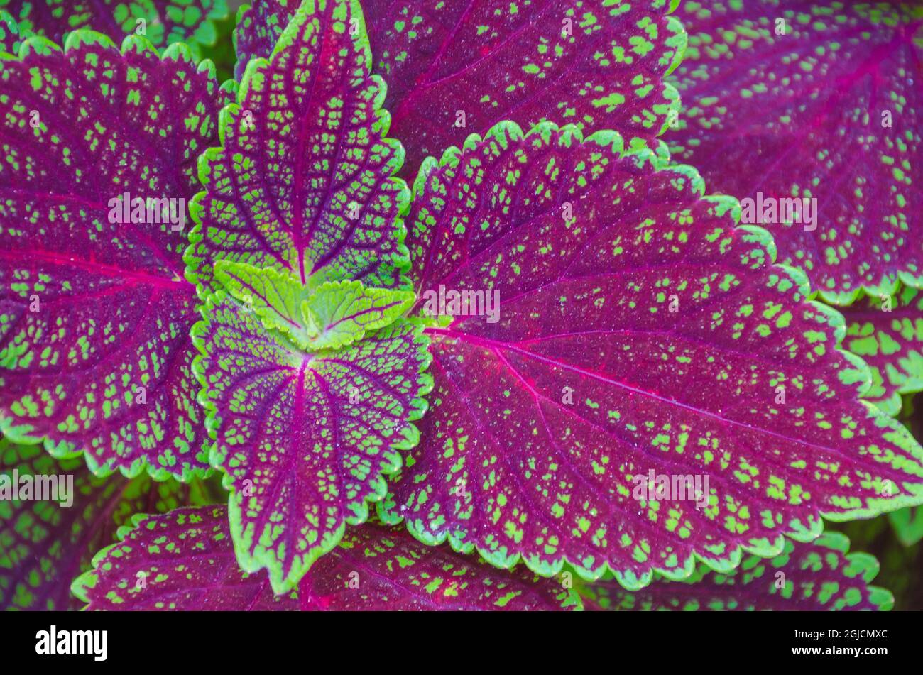 Coleus florida hi-res stock photography and images - Alamy
