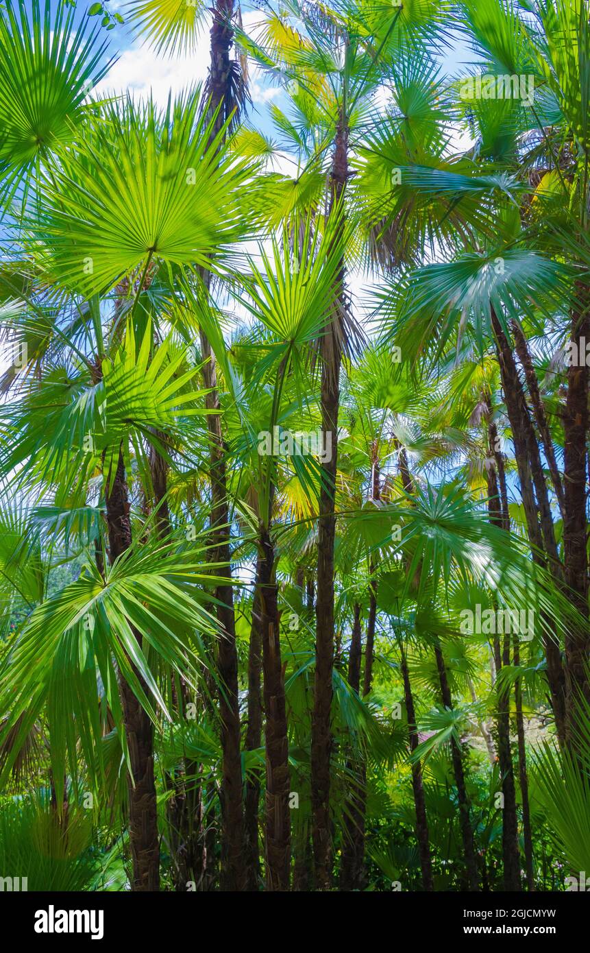 USA, Florida. Tropical garden palm trees Stock Photo - Alamy