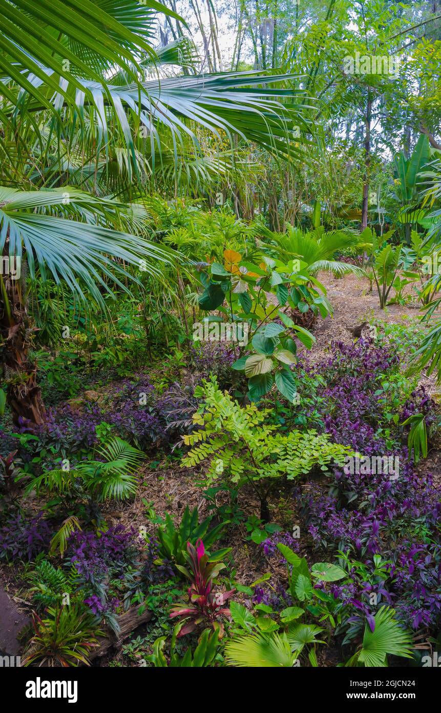 USA, Florida. Tropical garden palm trees Stock Photo - Alamy