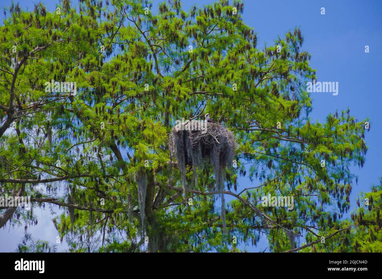 Osprey nest in tree hi-res stock photography and images - Alamy