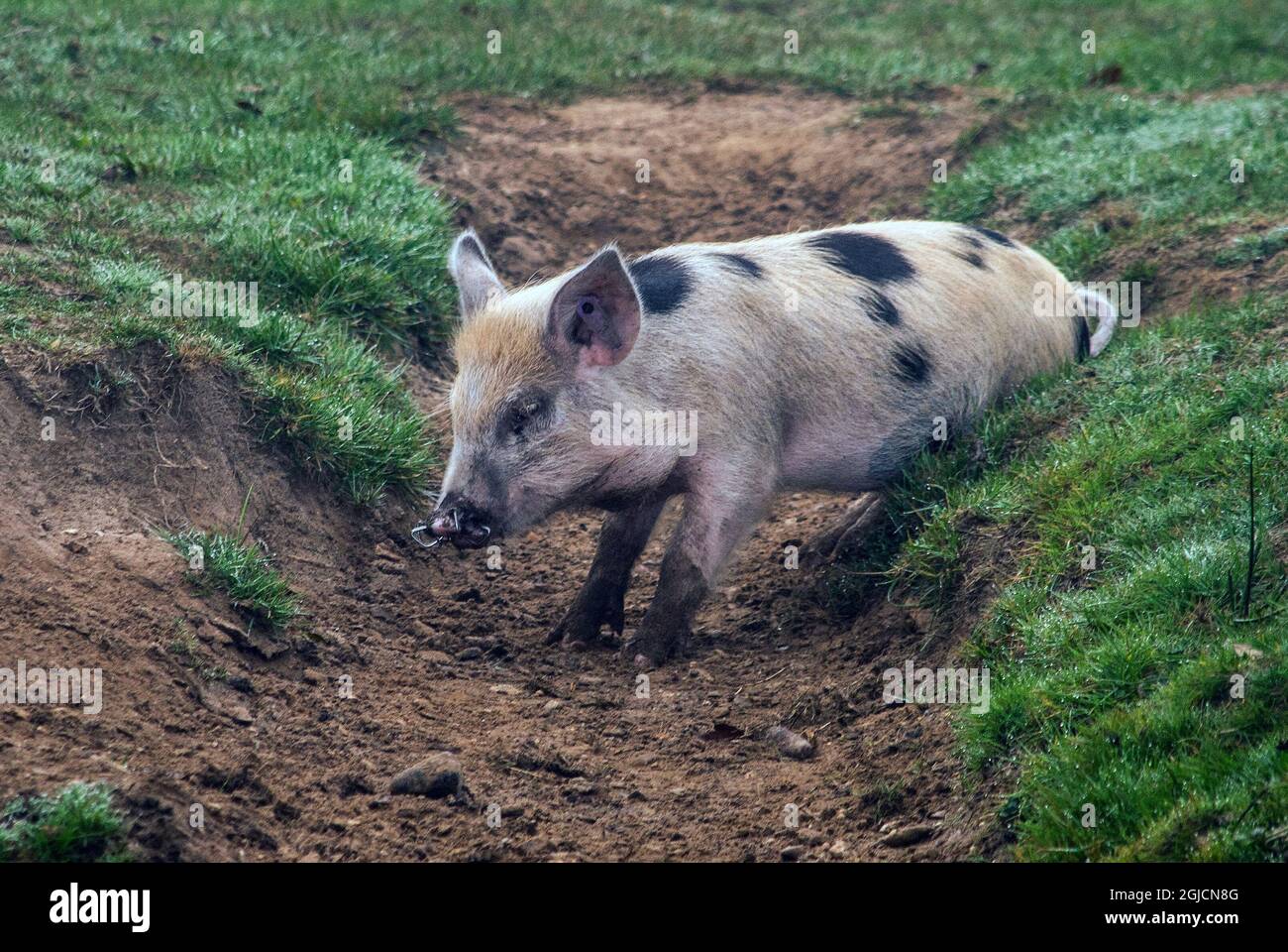 Feral pigs digging hi-res stock photography and images - Alamy