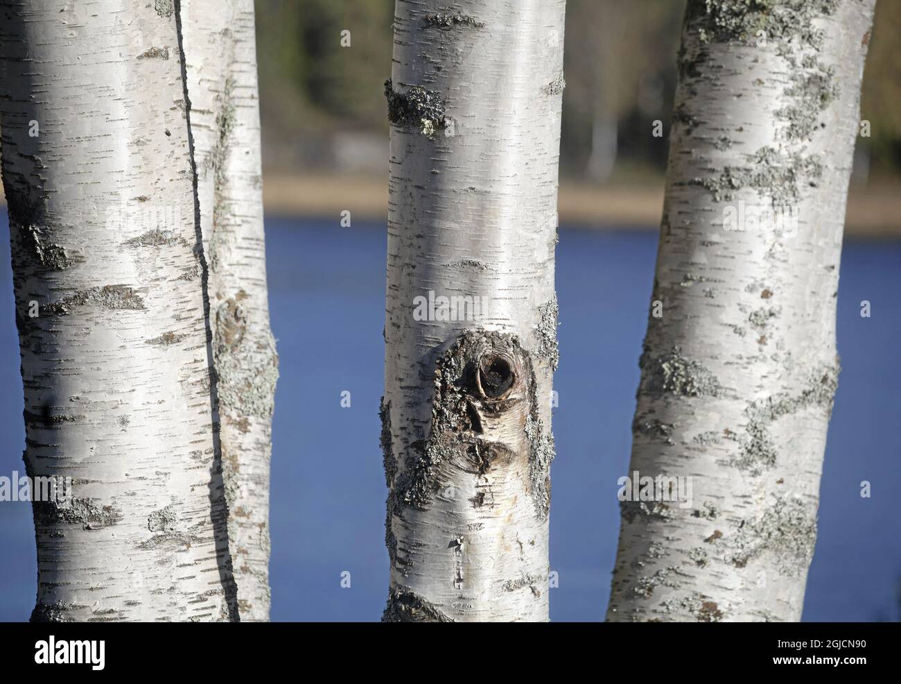 birch trunks tree trees Foto: Anders Good / TT / kod 2343 Stock Photo ...