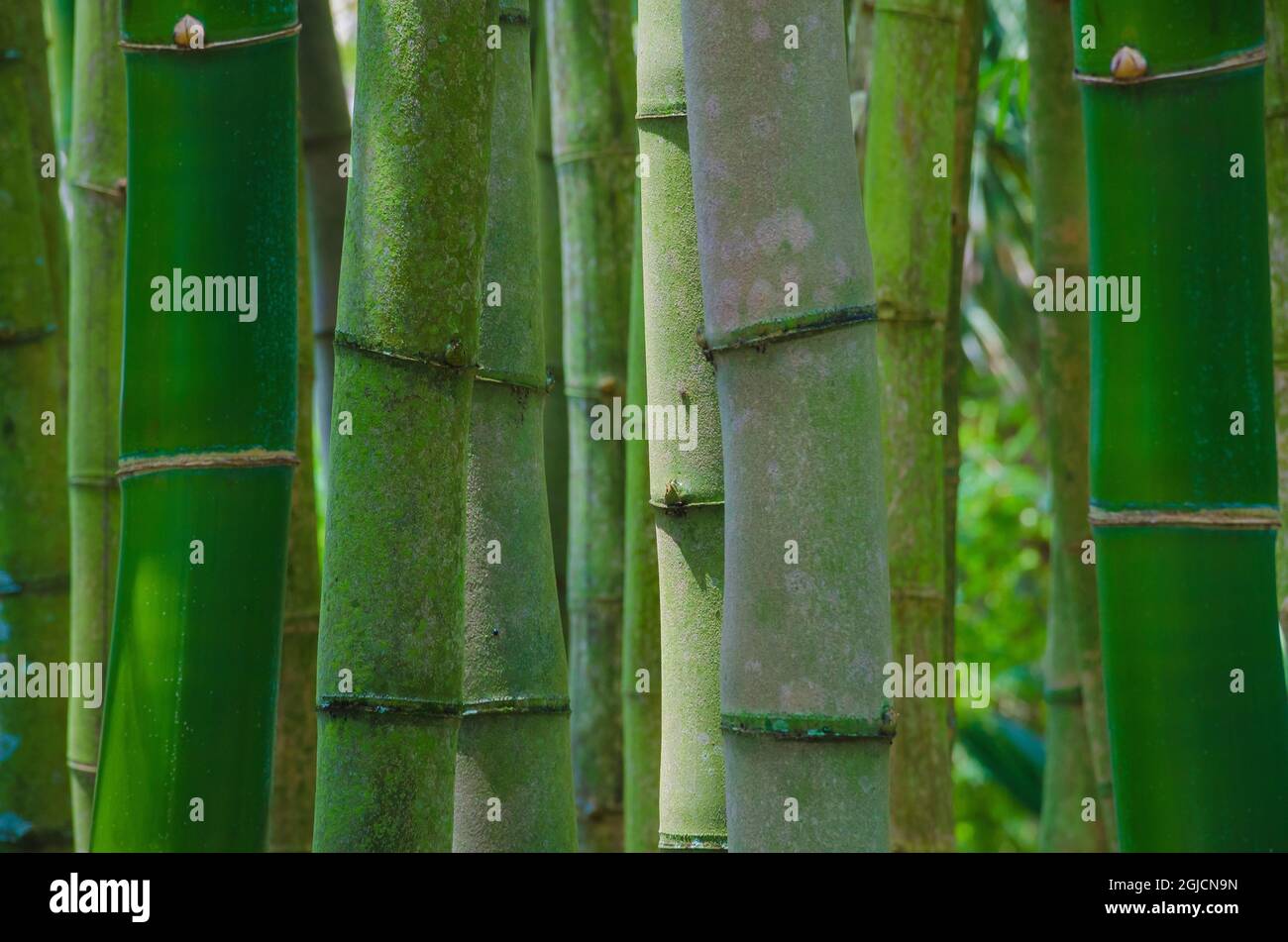 USA, Florida. Bamboo grove Stock Photo - Alamy