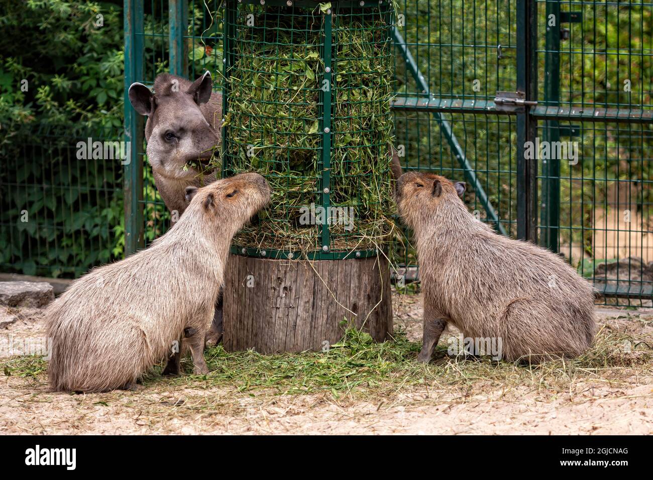 Lowland tapir hi-res stock photography and images - Alamy