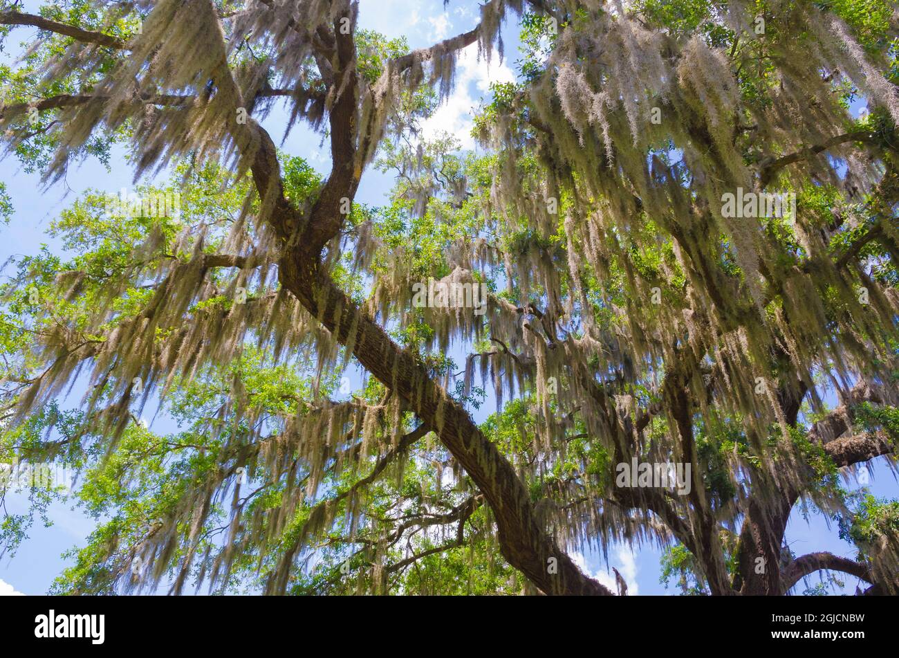 USA, Florida. Live oak tree canopy Stock Photo - Alamy