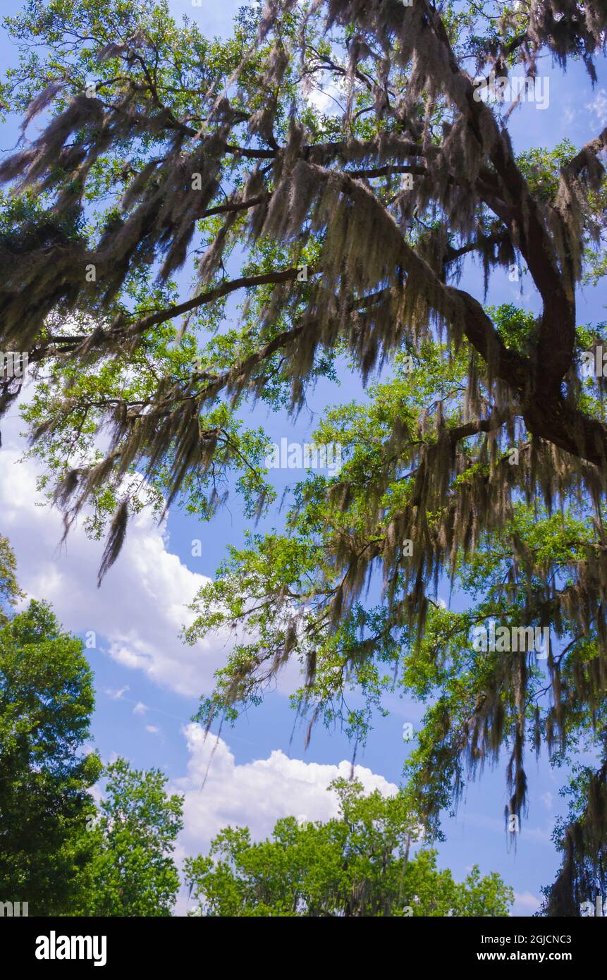 USA, Florida. Live oak tree canopy Stock Photo - Alamy