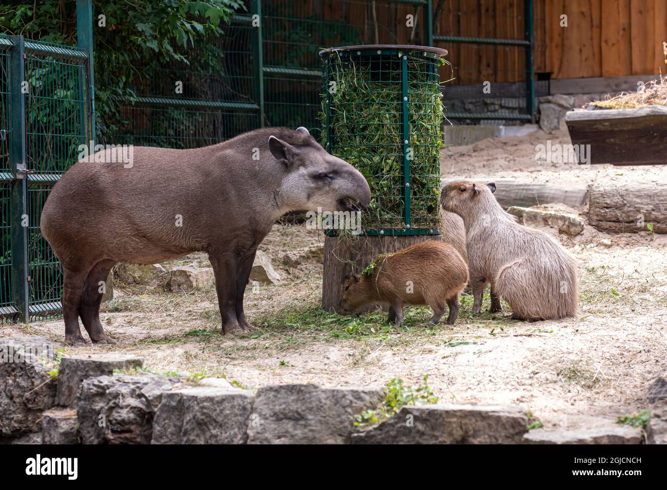 Capybara (Hydrochoerus hydrochaeris) and lowland tapir (Tapirus terrestris) during a meal Stock ...