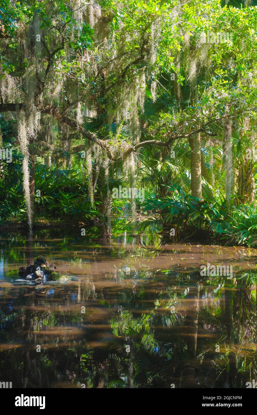 Tropical garden pond hi-res stock photography and images - Alamy