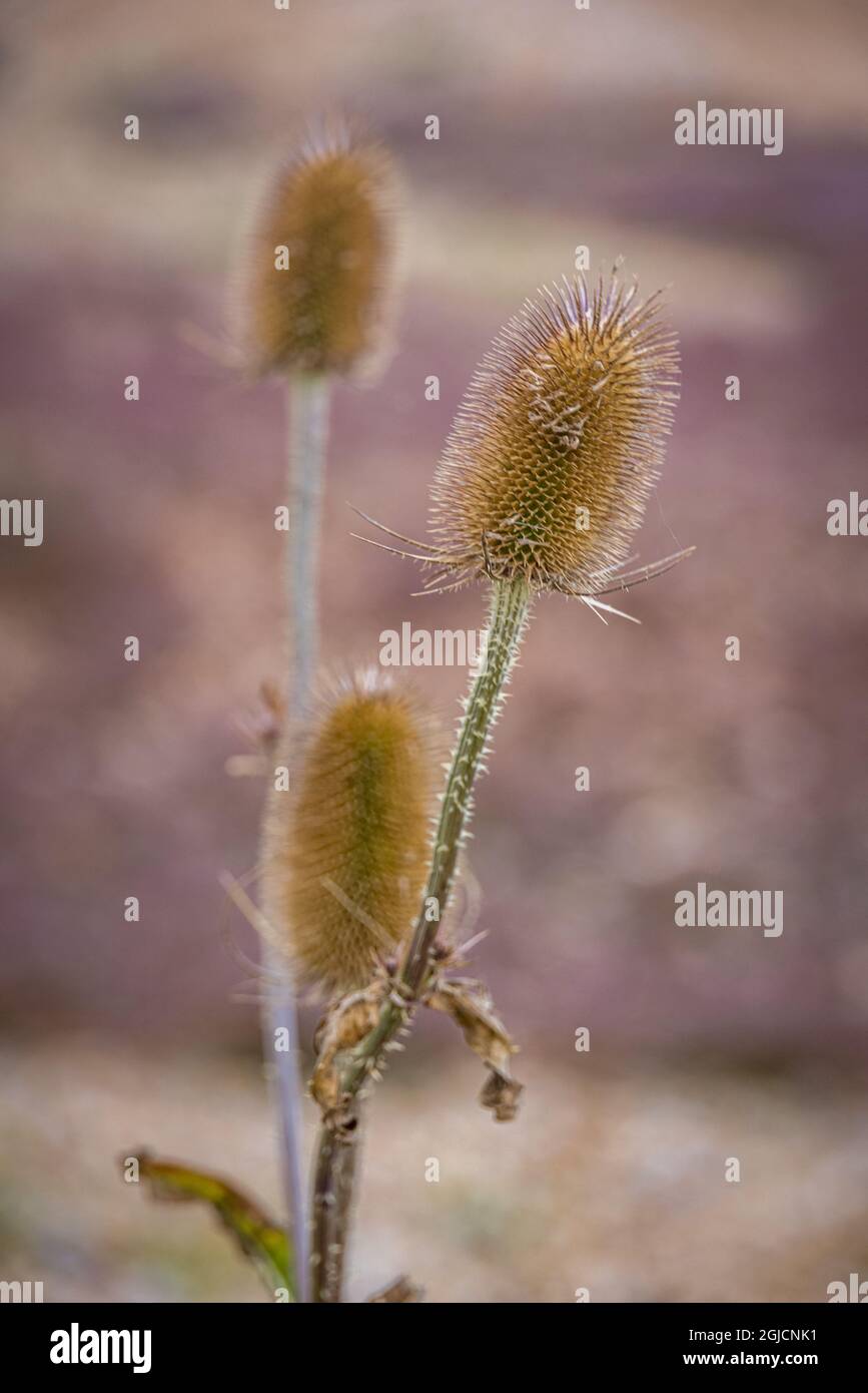 Trio of thistles hi-res stock photography and images - Alamy