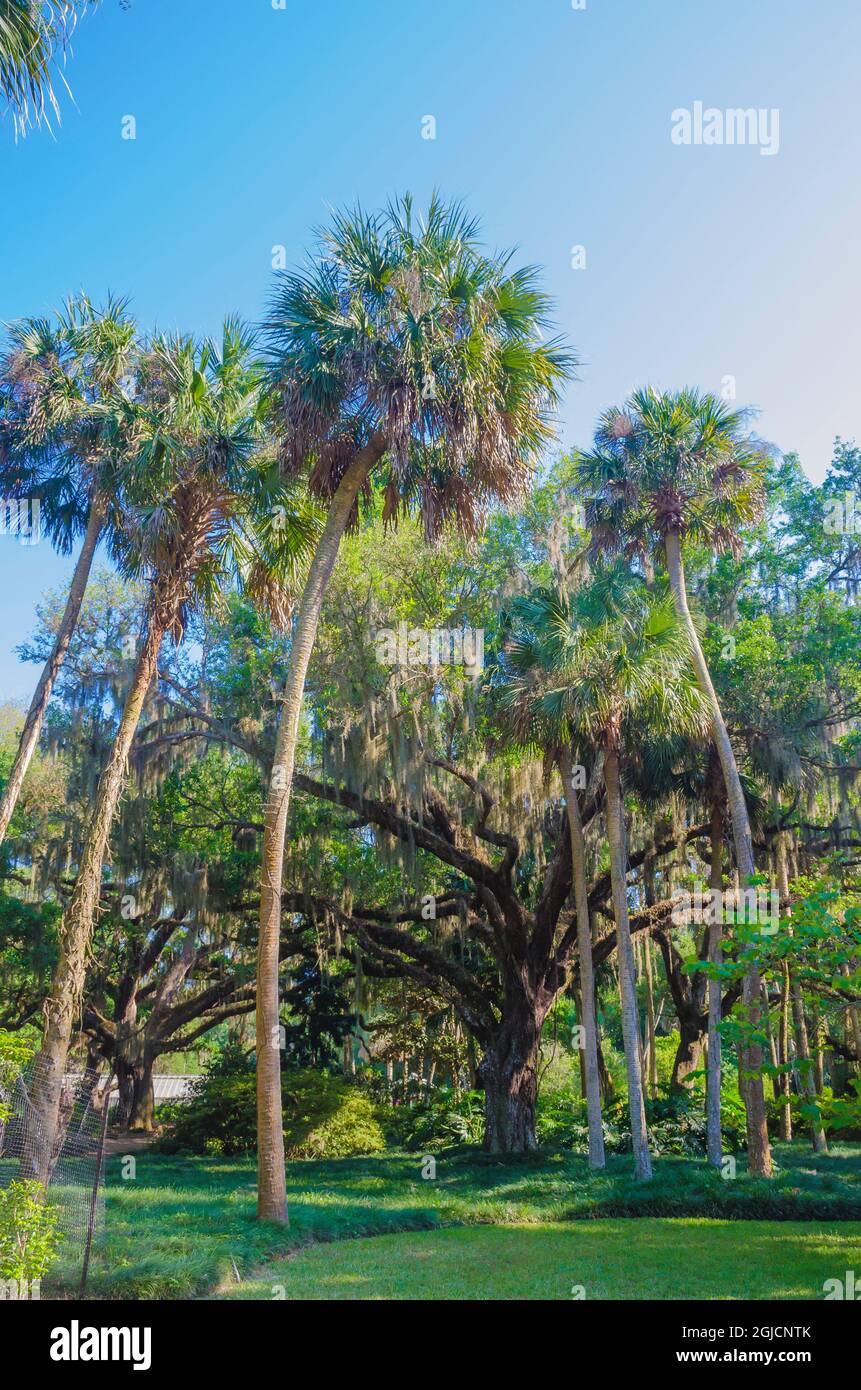 Florida, Tropical Garden Stock Photo - Alamy