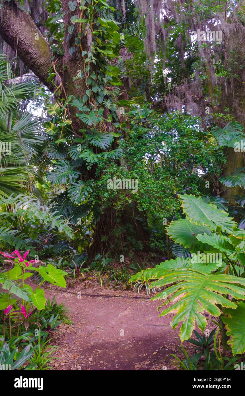 Florida, Tropical Garden Stock Photo - Alamy