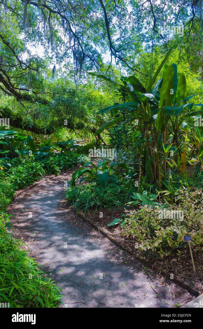 Tropical garden path hi-res stock photography and images - Alamy