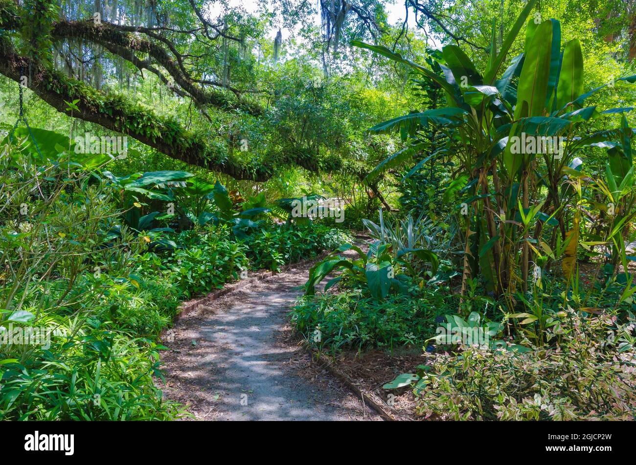 Florida, Tropical Garden Path Stock Photo - Alamy