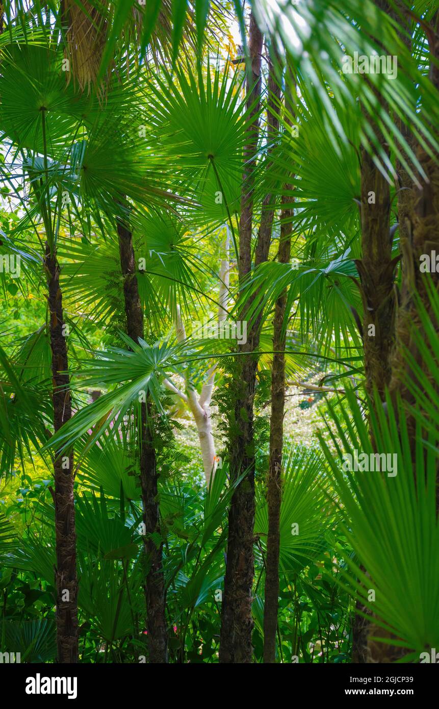 Florida, Tropical Garden Palms Stock Photo - Alamy