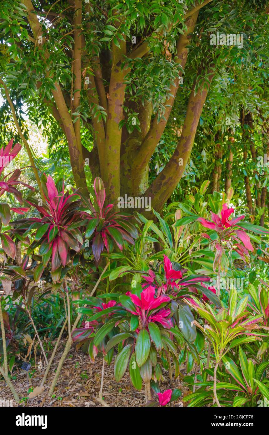 Florida, Tropical Garden with Vibrant Plants Stock Photo - Alamy