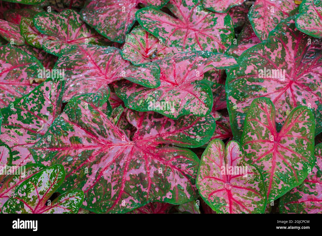 Florida, Caladium Leaves Stock Photo - Alamy
