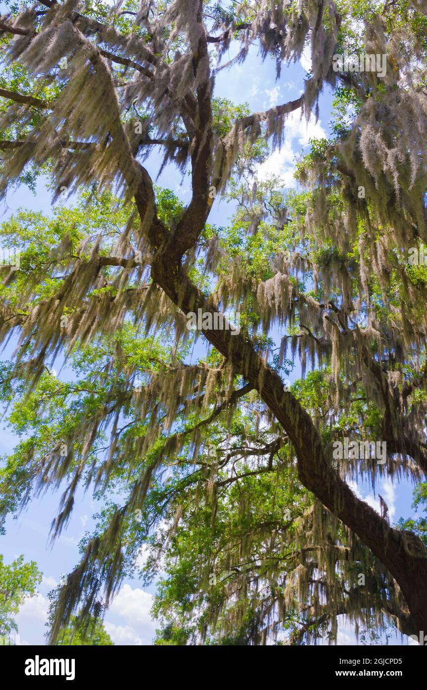 Florida, Live Oak Tree Canopy Stock Photo - Alamy