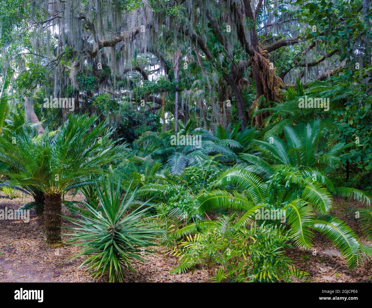 Florida, Tropical Garden with Oak and Ferns Stock Photo - Alamy